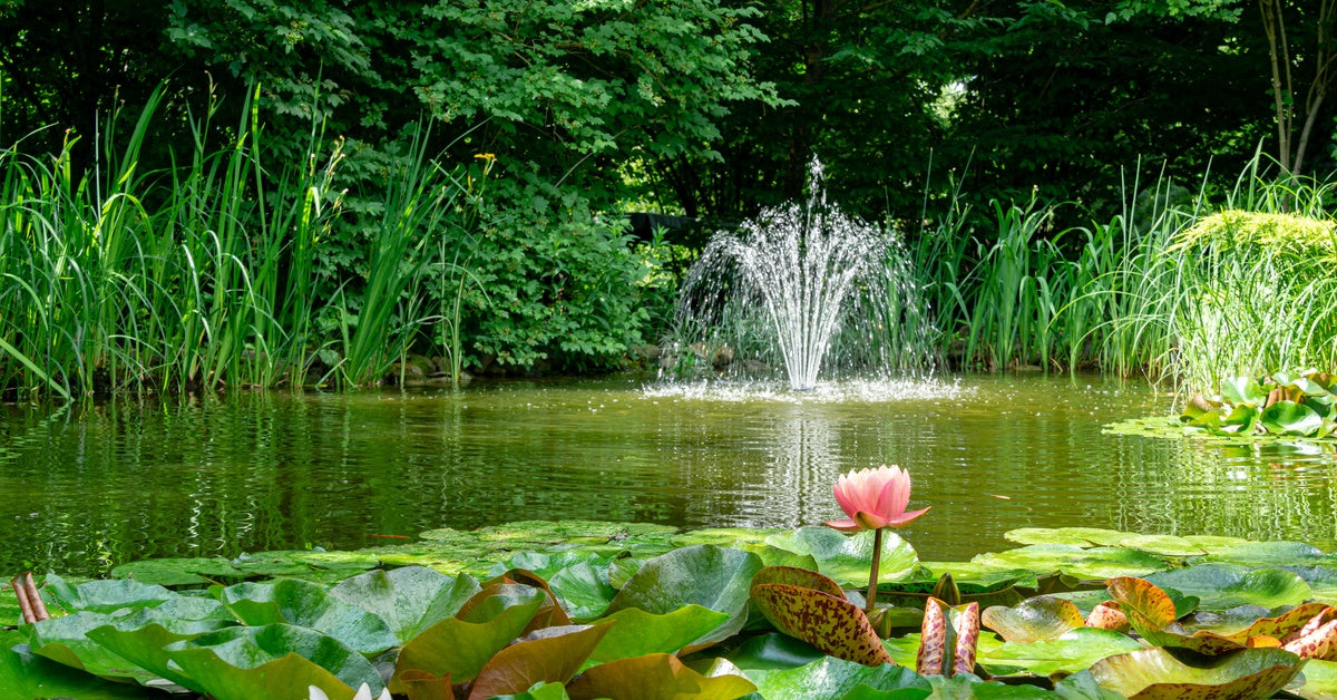 The Complete Guide to Pond Kits: Everything You Need To Know
