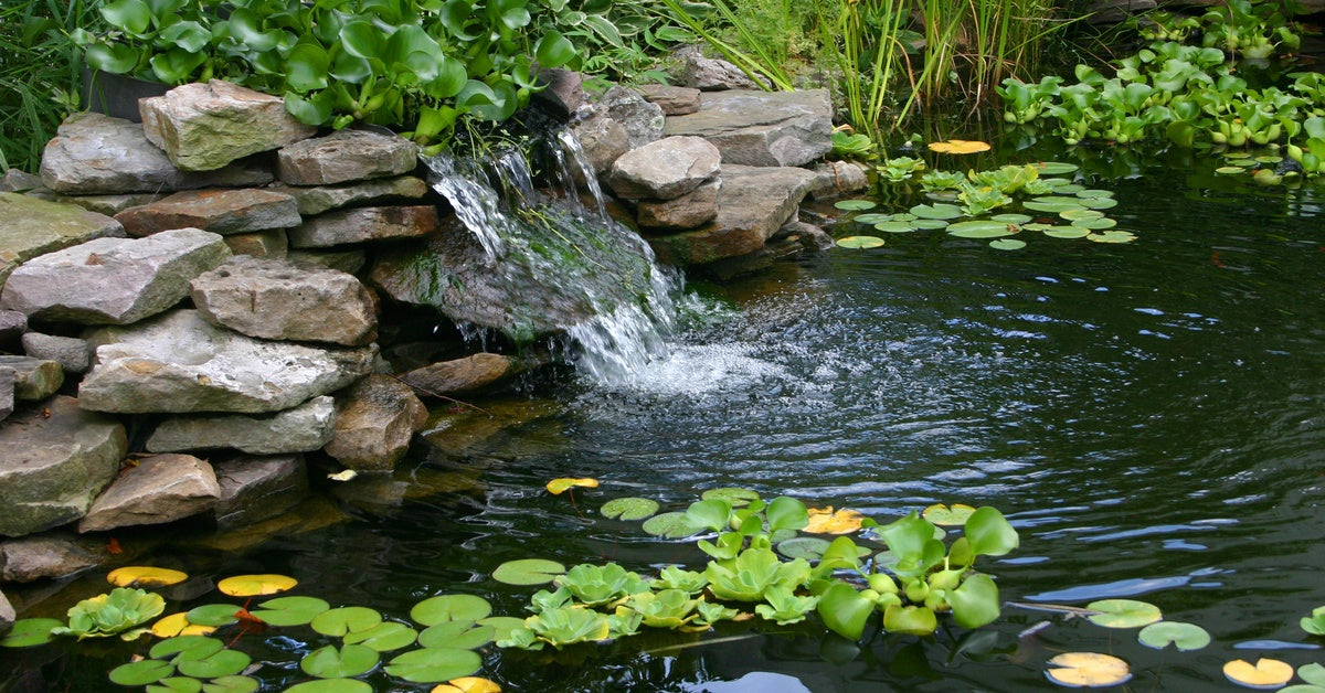 Great Pond Plants To Add to Your Residential Pond