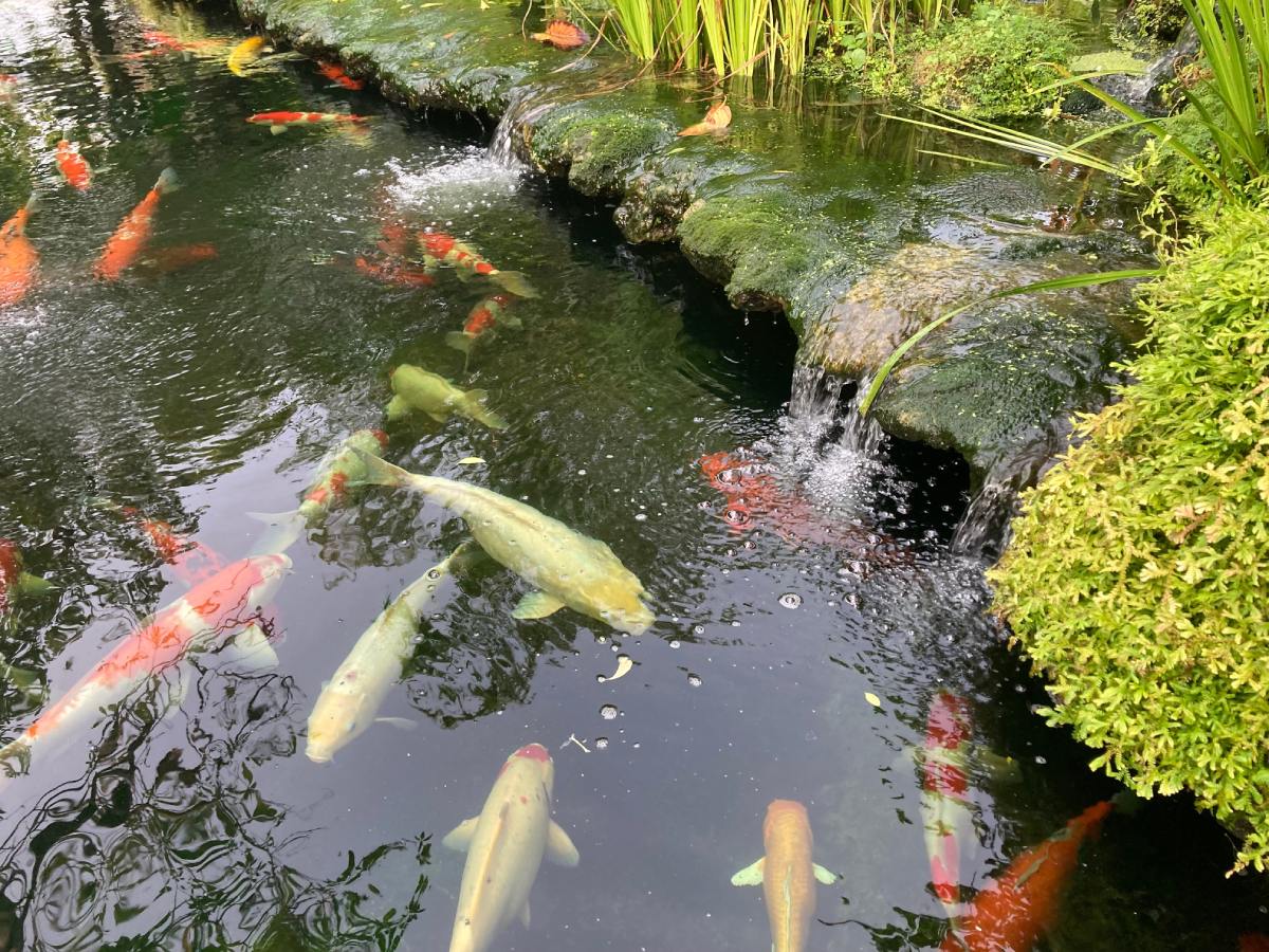 Why Pond Aeration Matters: Benefits for Your Fish and Water